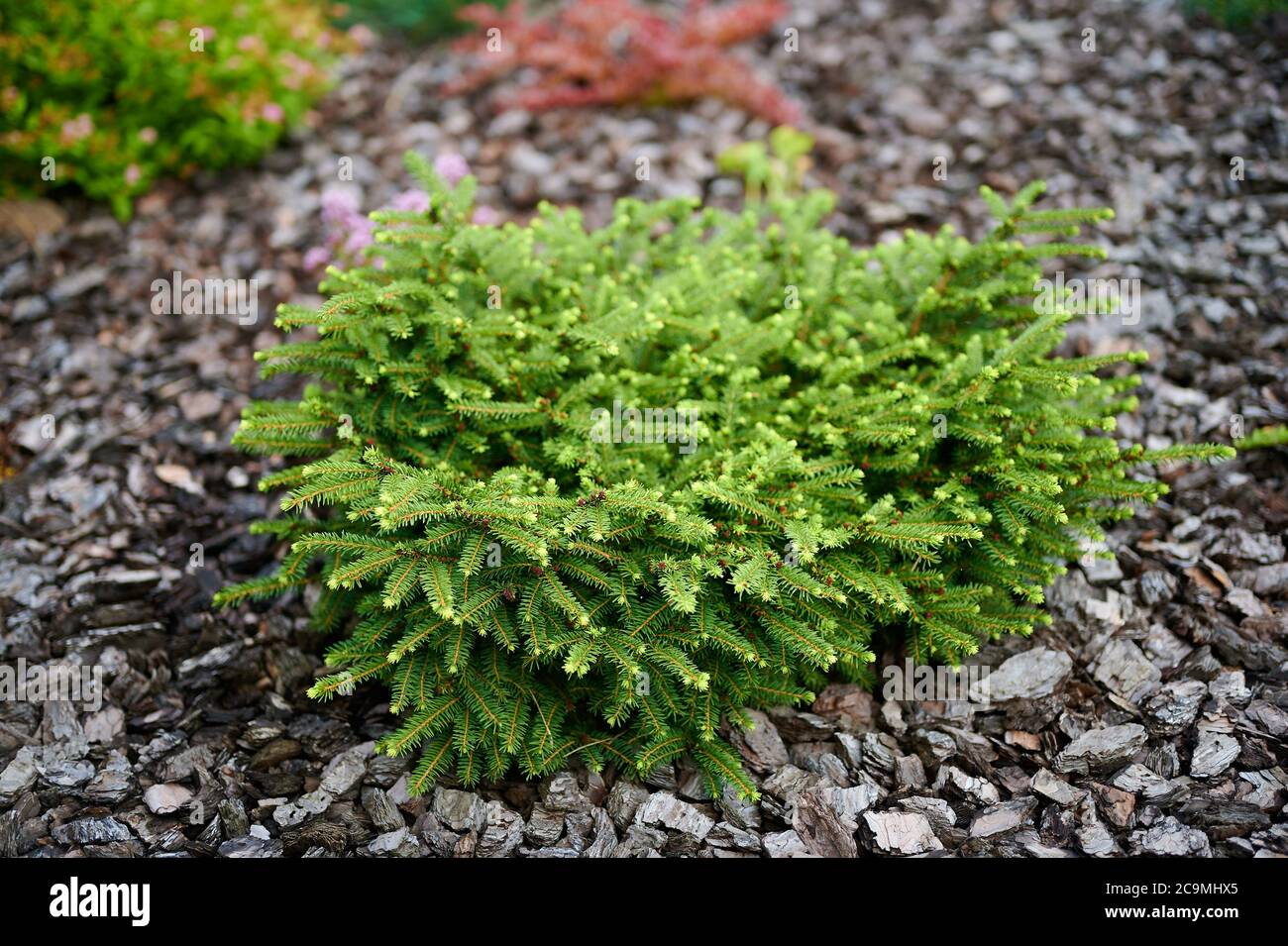 Serbian decorative spruce in the garden Stock Photo - Alamy