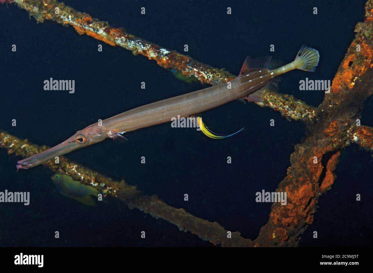 Chinese trumpetfish on coral reef hi-res stock photography and images ...