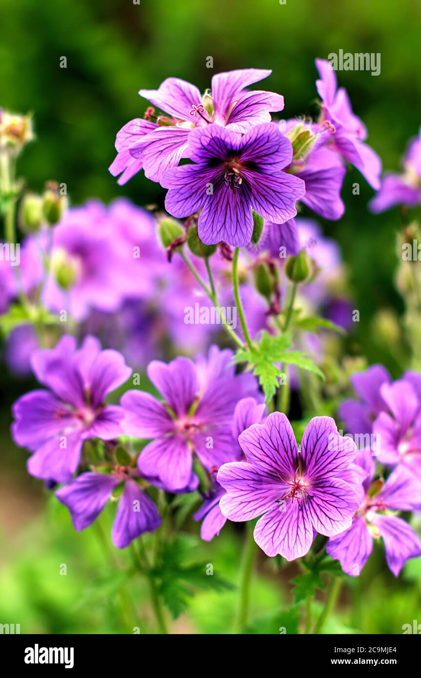 Geranium × magnificum, purple davit, purple blue flowers with darker ...