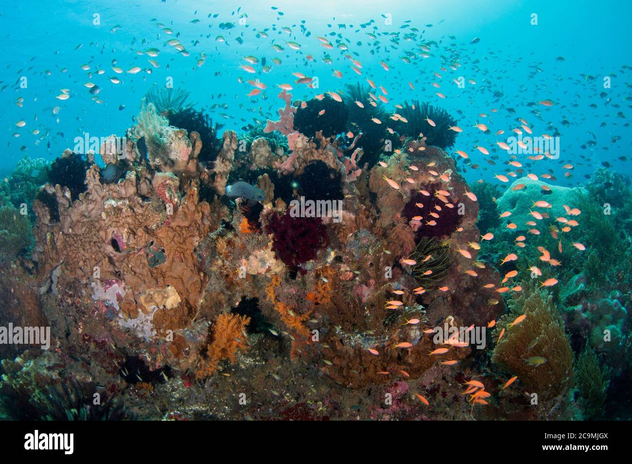 School of Anthias, Pseudanthias sp, Japanese Wreck dive site, Amed ...