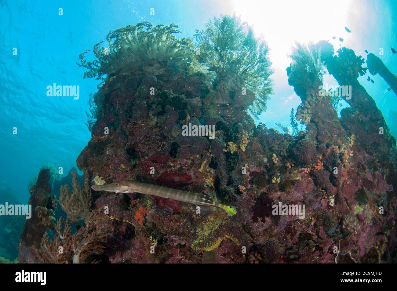 Chinese Trumpetfish, Aulostomus chinensis, with sun in background ...
