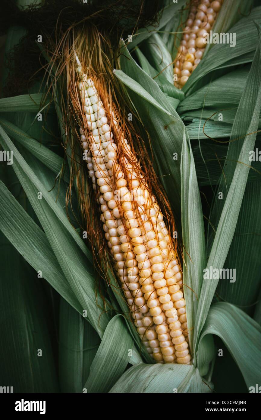Raw ear corn hi-res stock photography and images - Alamy
