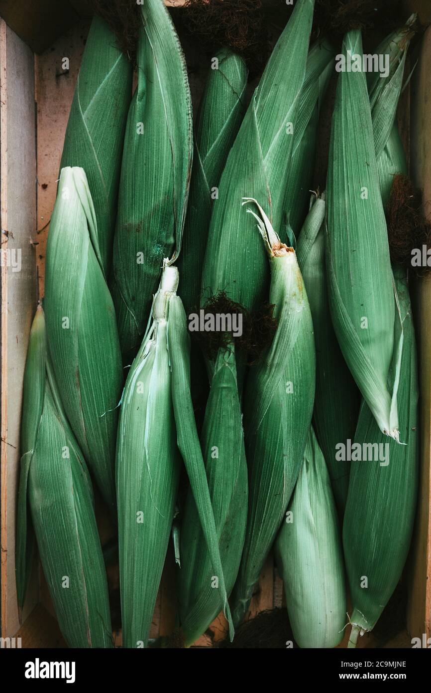 Top down view of freshly harvested corn inside wooden box Stock Photo ...