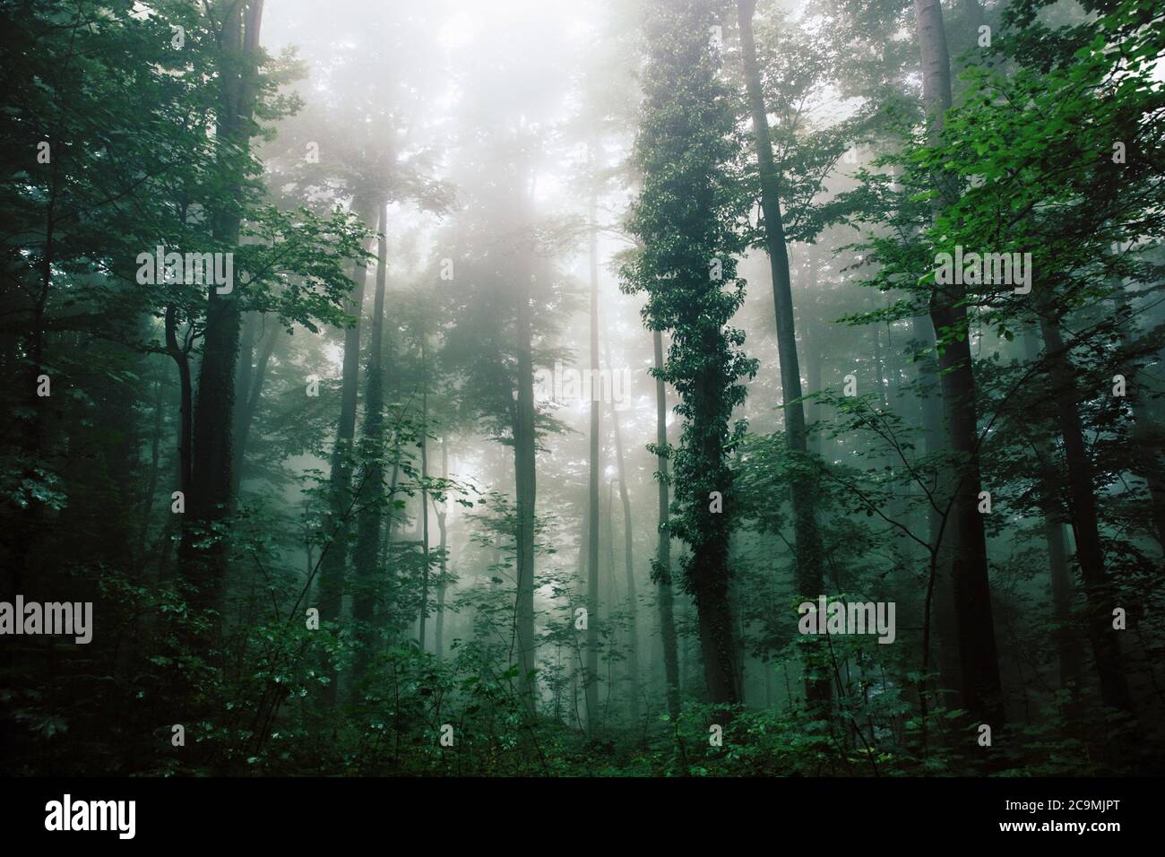 Misty landscape with deciduous green forest. Moody, fantasy forest ...