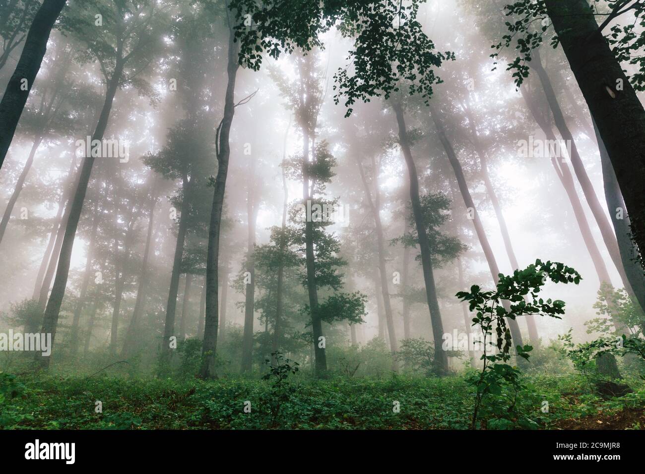 Misty landscape with deciduous green forest. Moody,fantasy forest scene ...