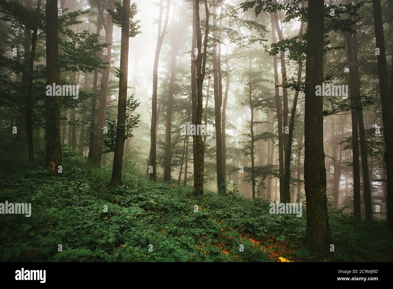 Beautiful green forest scene. Natural beauty Stock Photo - Alamy