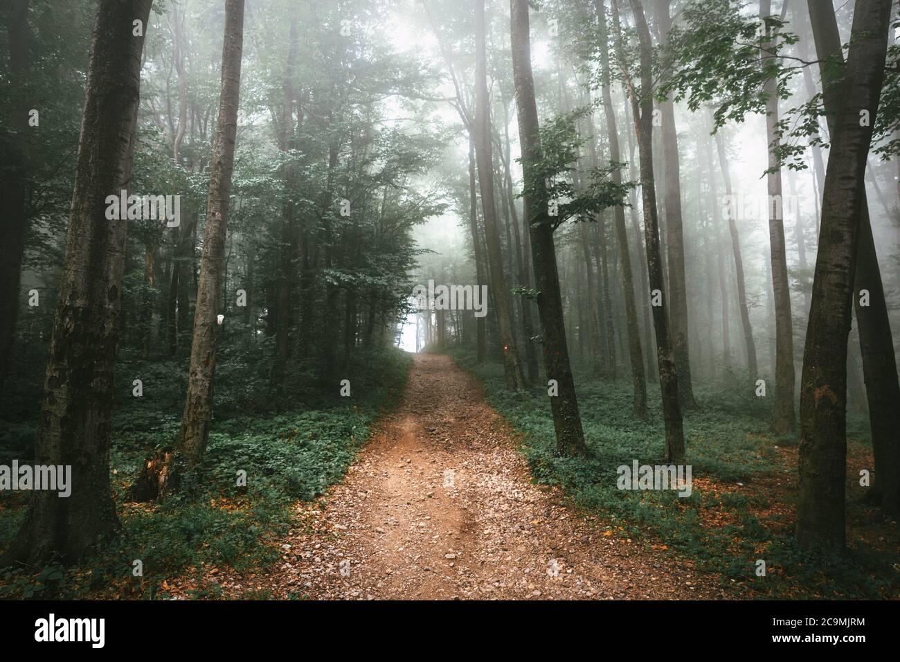Forest wanderlust hi-res stock photography and images - Alamy