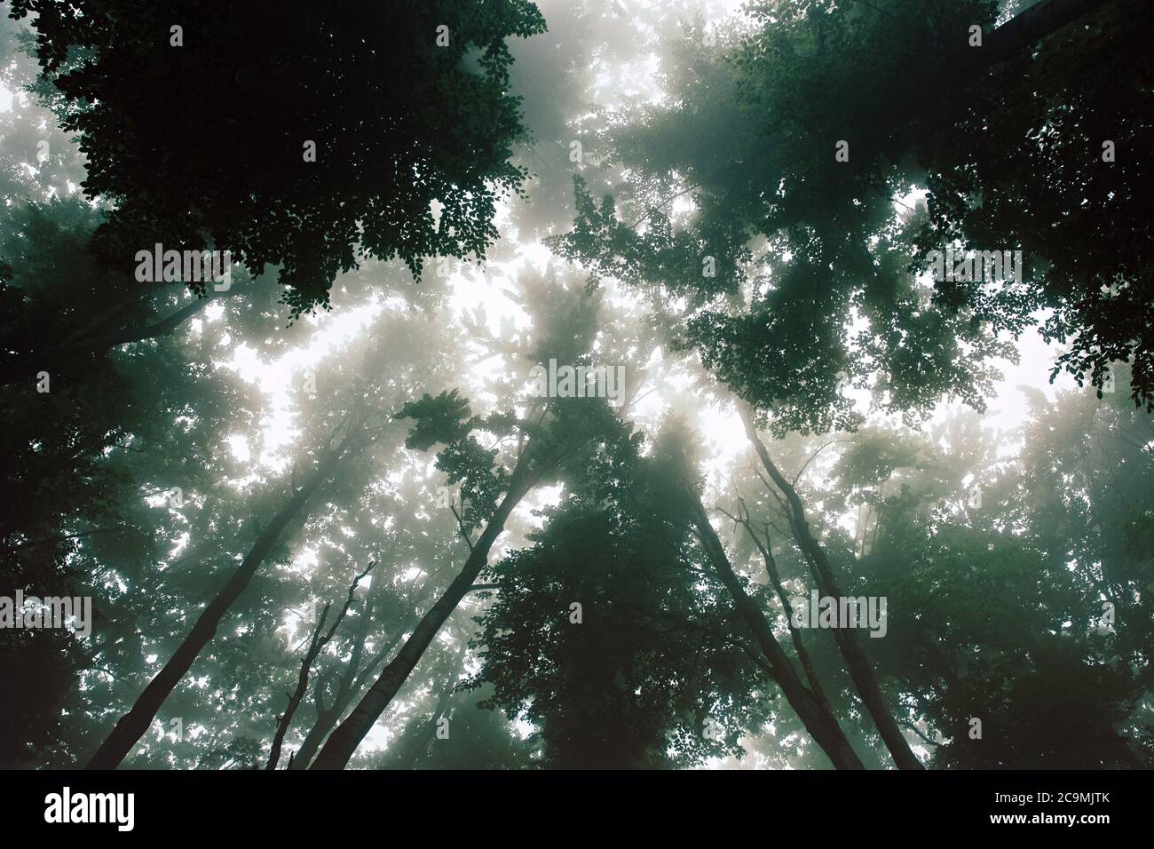 Treetops Wallpaper High Resolution Stock Photography and Images - Alamy
