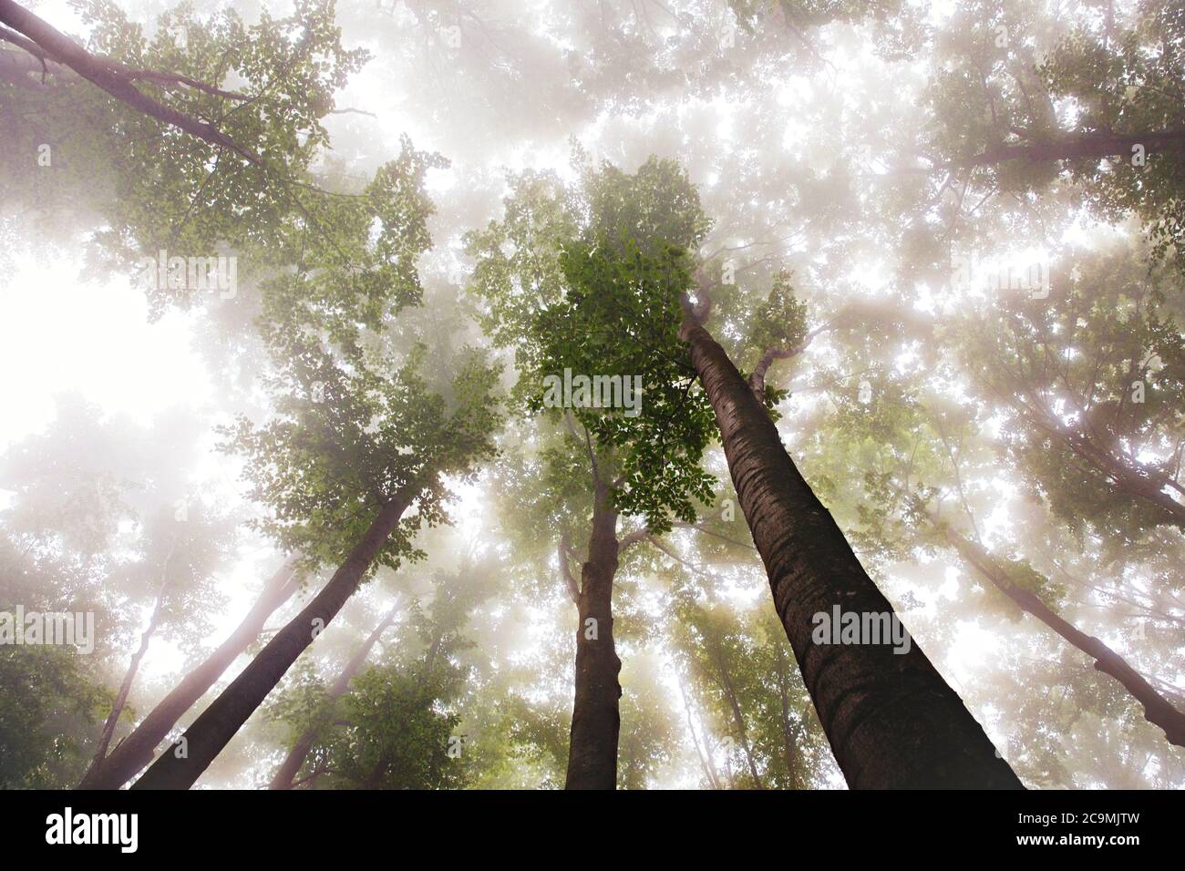 Treetops in the forest with early morning mist Stock Photo - Alamy