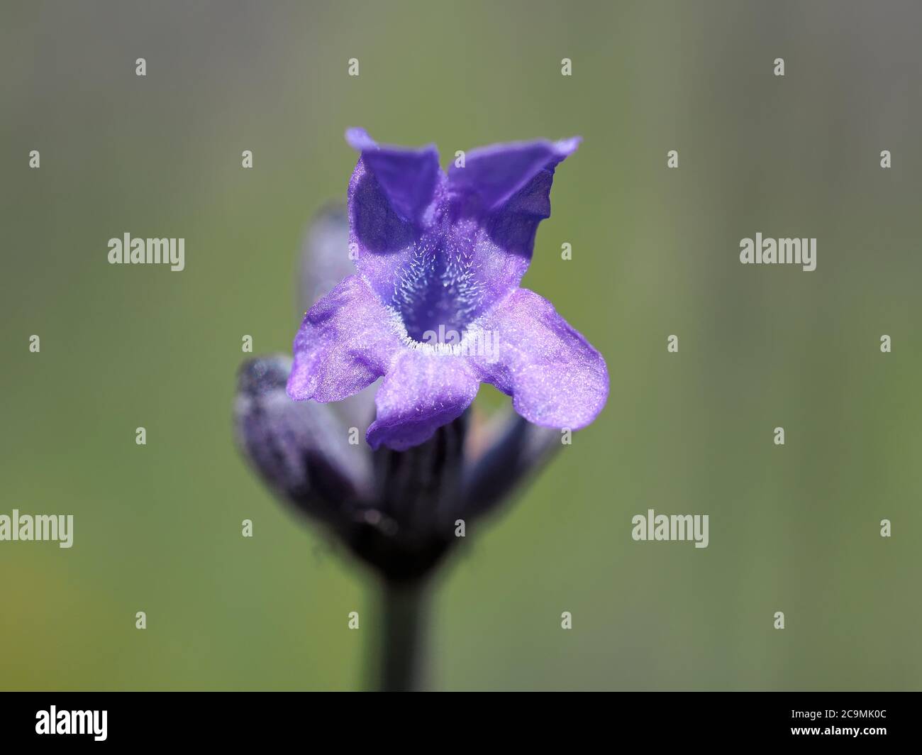 Lavender flower close up hi-res stock photography and images - Alamy