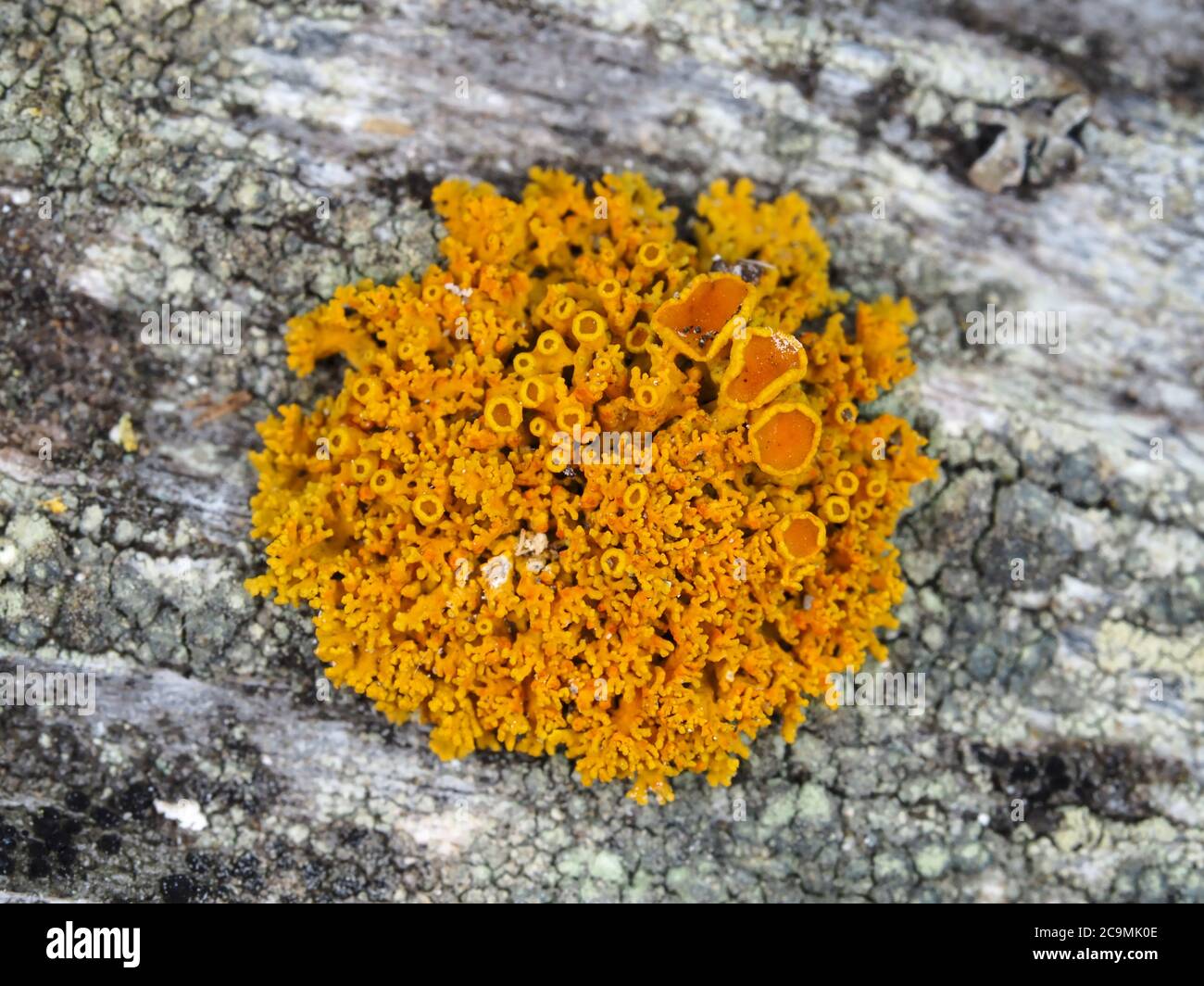 Lichen bright orange hi-res stock photography and images - Alamy