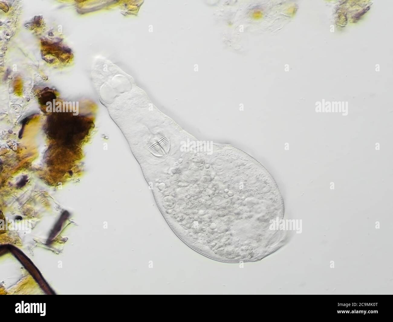 Bdelloid rotifer hi-res stock photography and images - Alamy