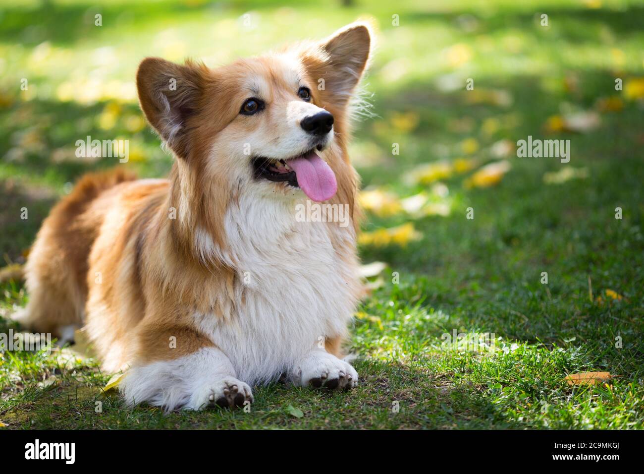 corgi fluffy close up portrait at the outdoor Stock Photo - Alamy