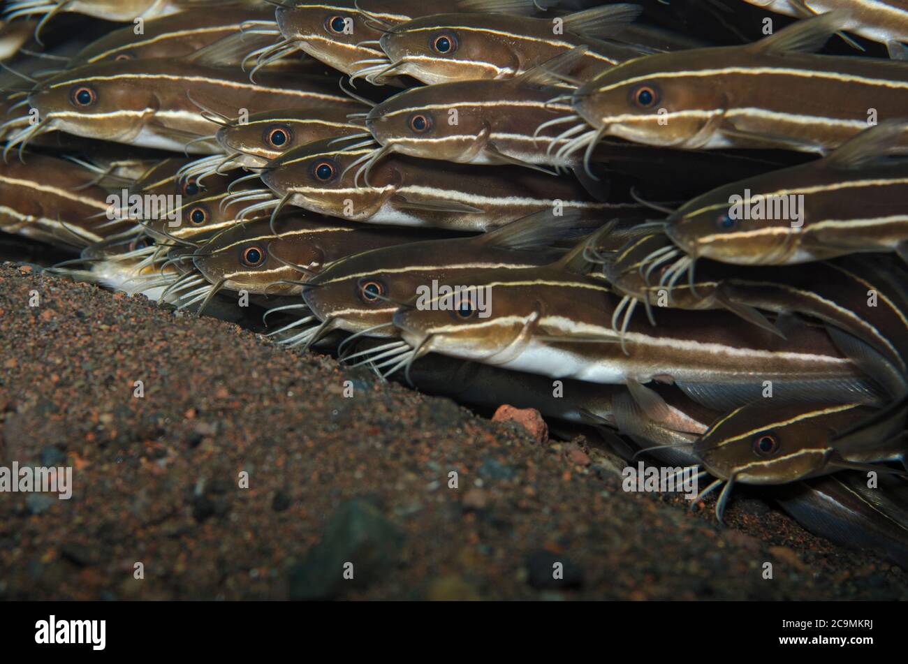 Striped catfish hi-res stock photography and images - Alamy