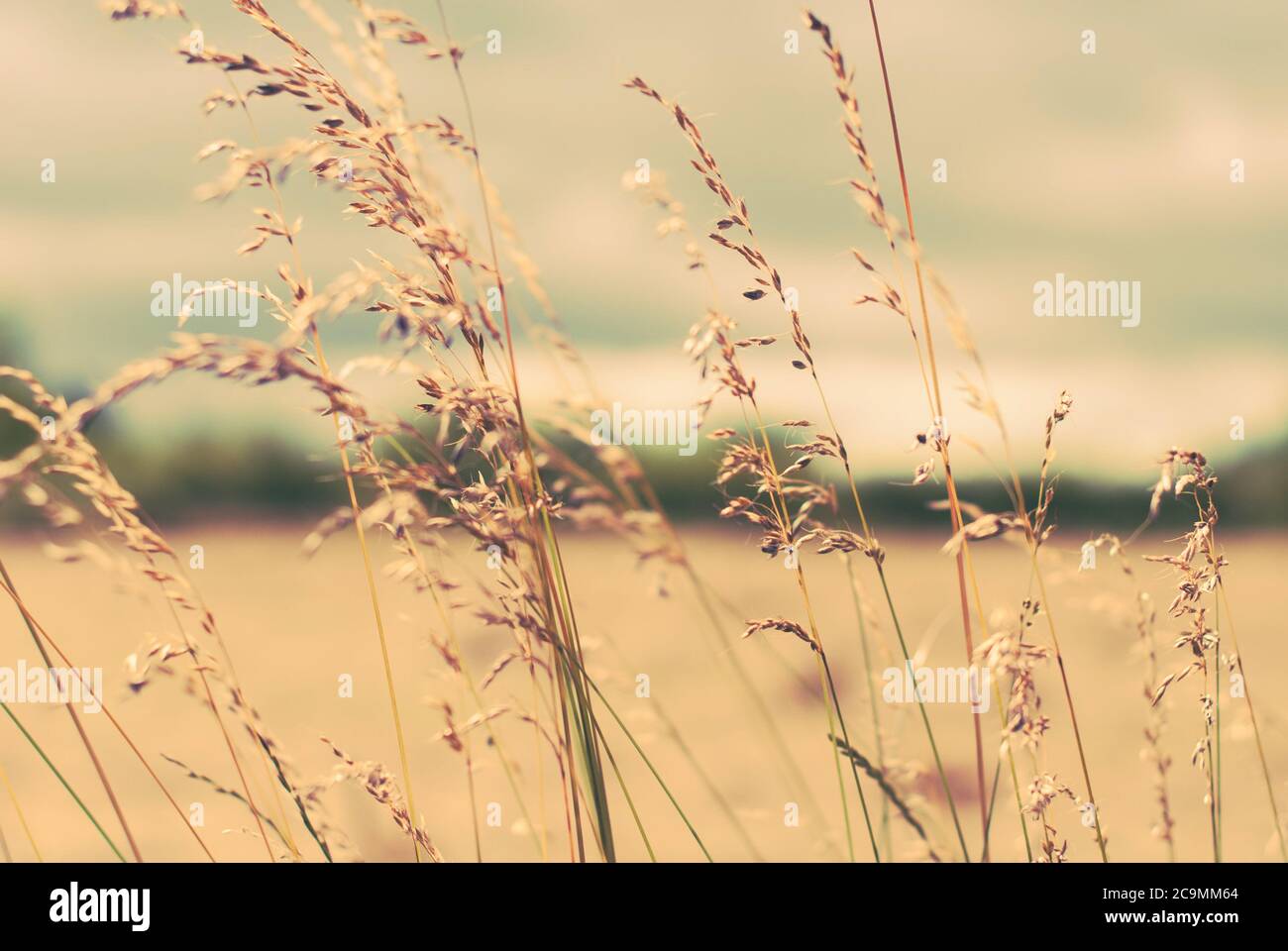 Calming image of Grasses growing in the wild - Meadow Land Trend Stock ...