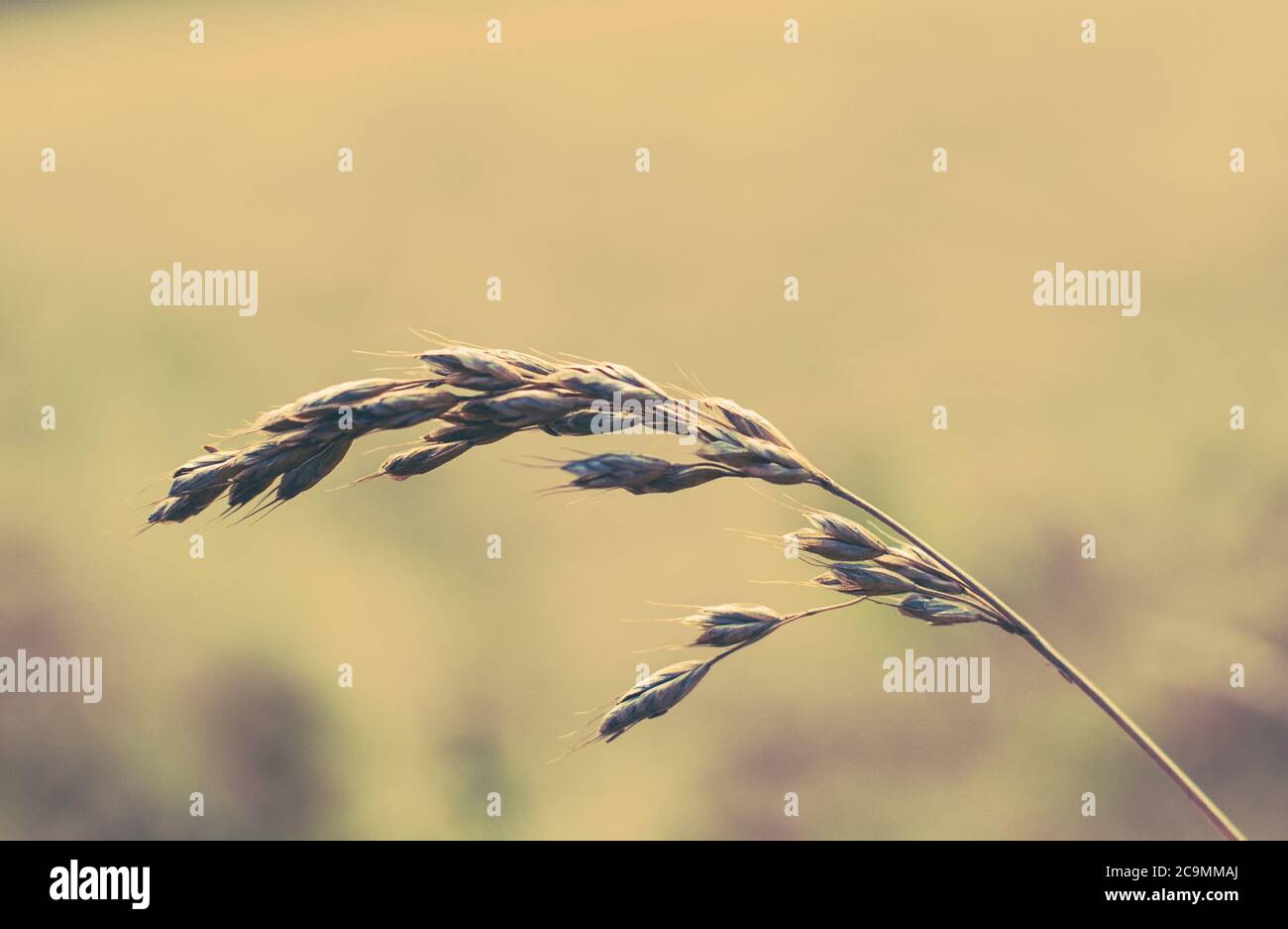 Calming image of Grasses growing in the wild - Meadow Land Trend Stock ...