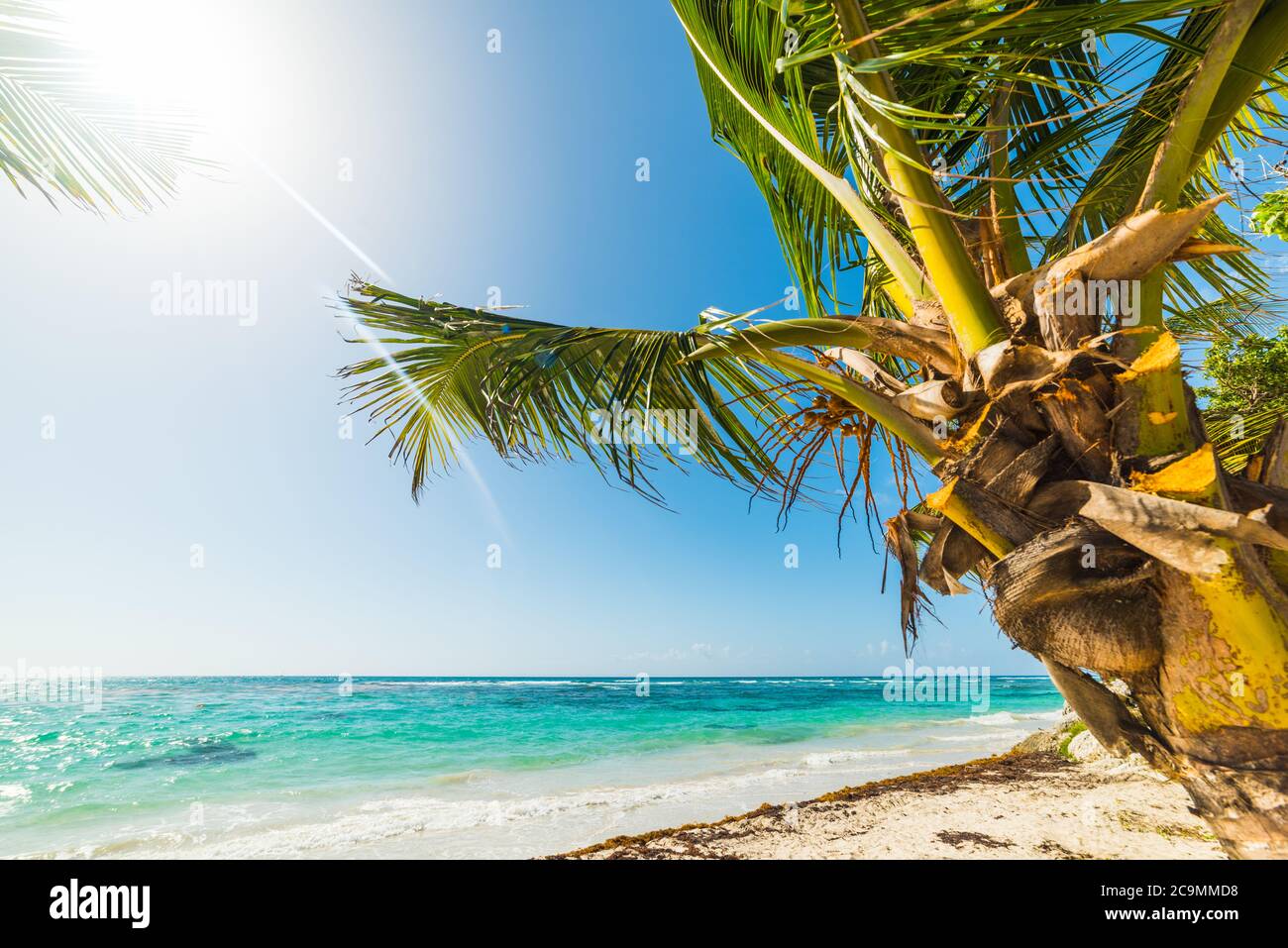 Coconut palm tree in Guadeloupe, French west indies. Lesser Antilles ...
