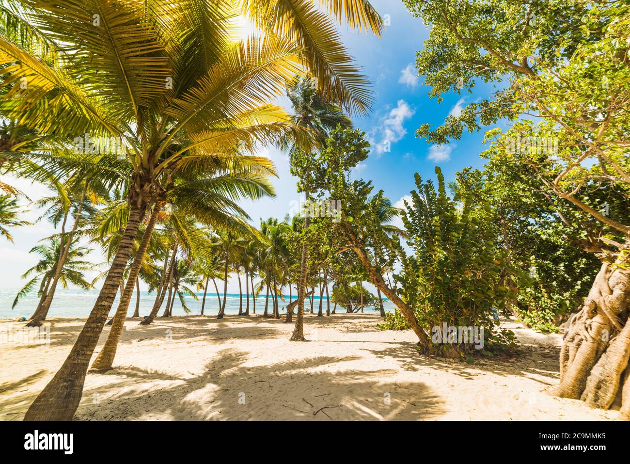 Palm trees in Bois Jolan beach in Guadeloupe, French west indies ...