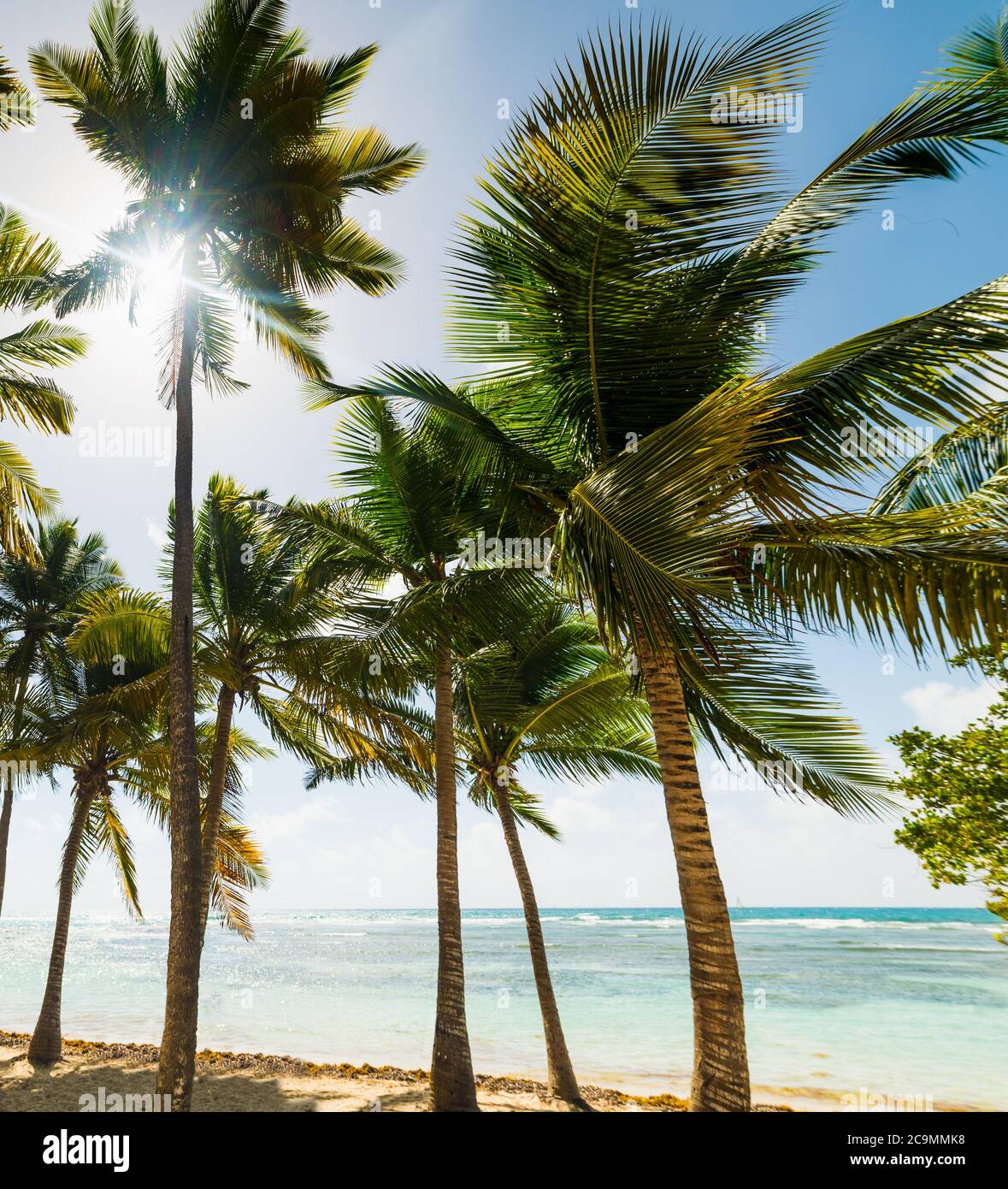 Palm trees on the sand in Bois Jolan beach in Guadeloupe, French west ...