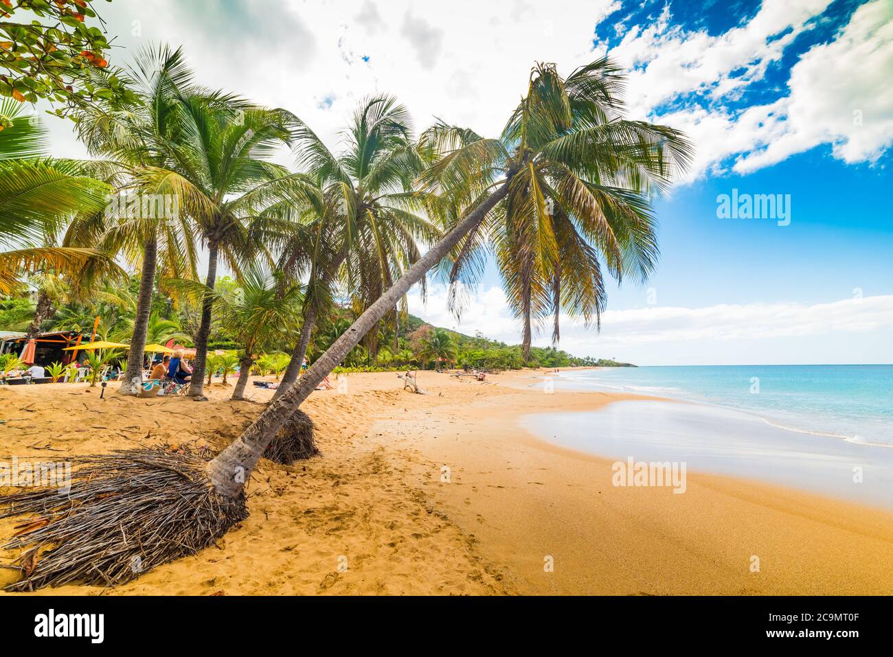 Golden sand and palm trees in La Perle beach in Guadeloupe, French west ...