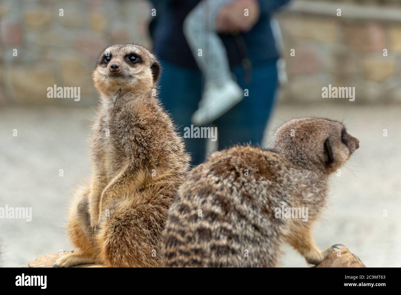 Animal center hi-res stock photography and images - Alamy