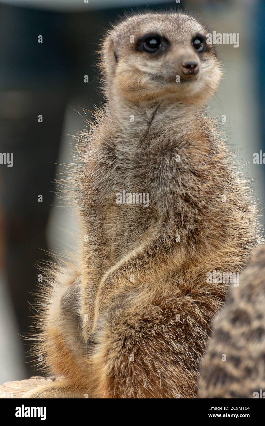 Animal center hi-res stock photography and images - Alamy