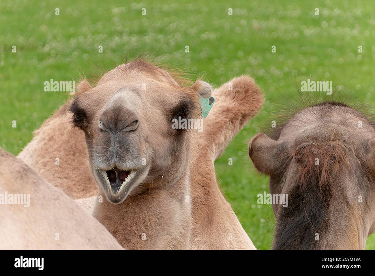Fat back view hi-res stock photography and images - Alamy