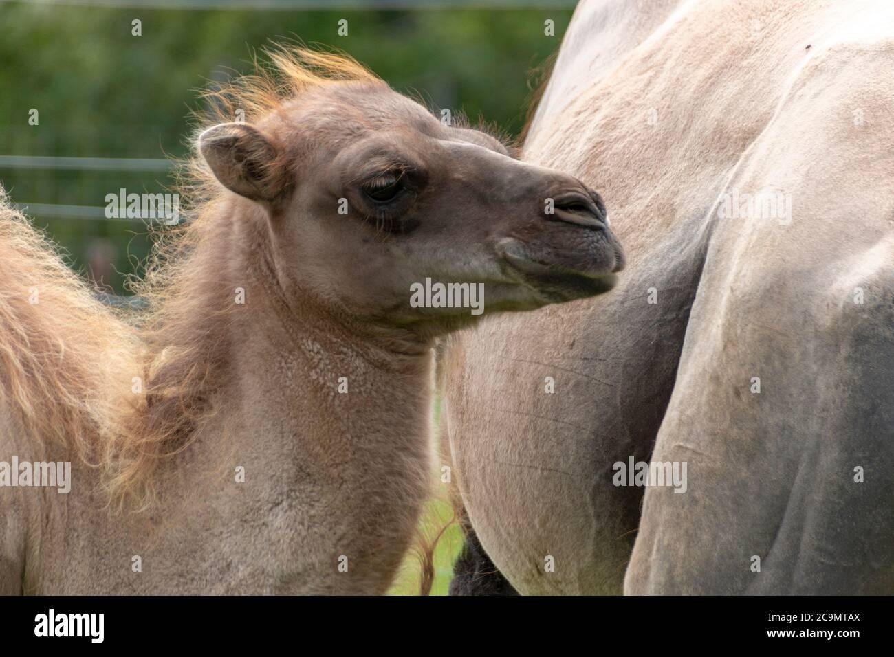 a close up view of camels Stock Photo - Alamy