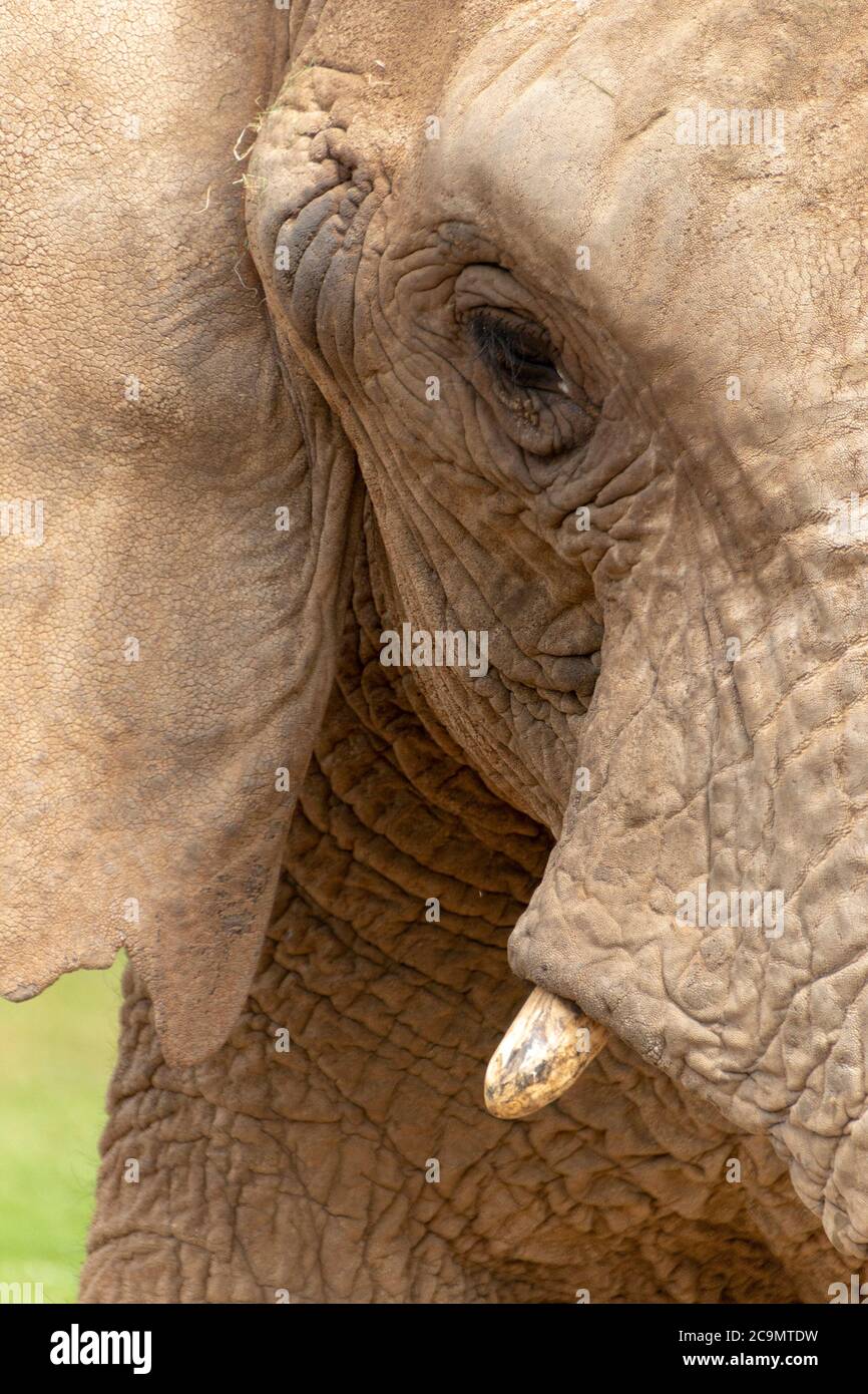 a close up view of elephants Stock Photo - Alamy