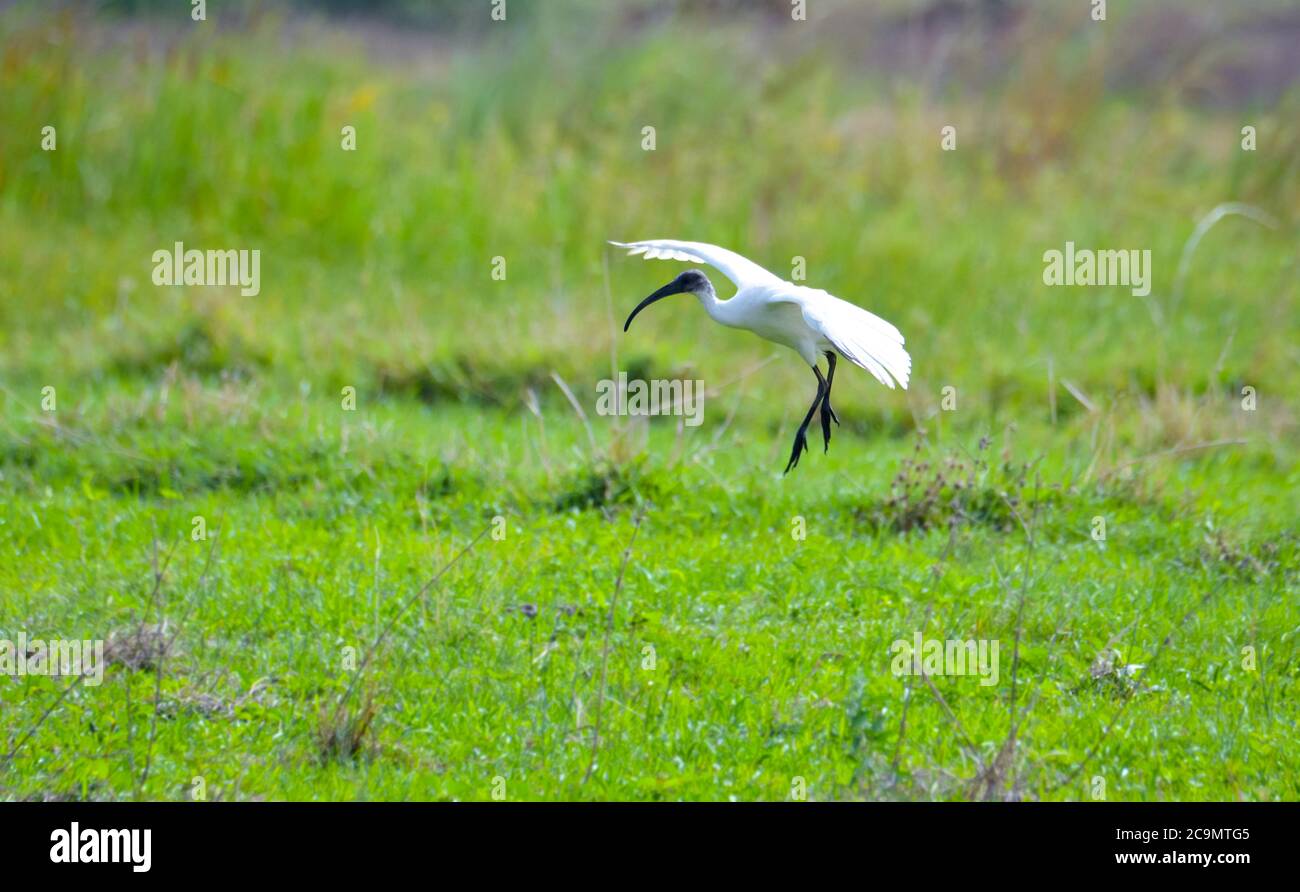 The black-headed ibis, also known as the Oriental white ibis, Indian ...