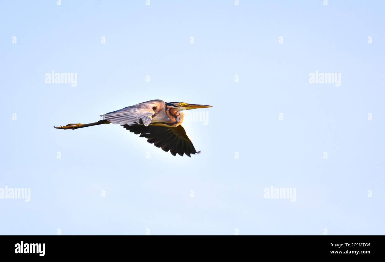 The purple heron is a wide-ranging species of wading bird in the heron ...