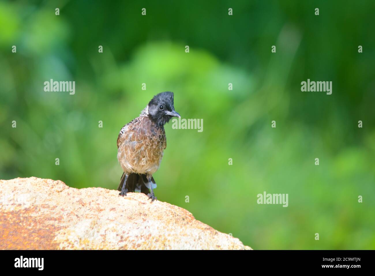 The red-vented bulbul is a member of the bulbul family of passerines ...