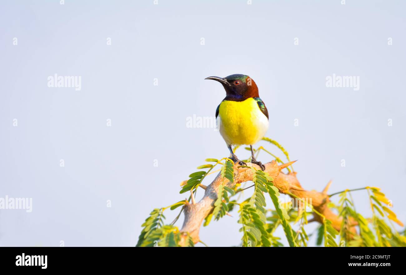 South east asian bird hi-res stock photography and images - Alamy