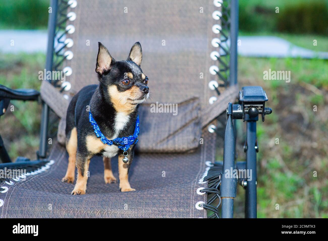 Chihuahua in a chair. dog pet tri-color black-brown-white. Dog is ...