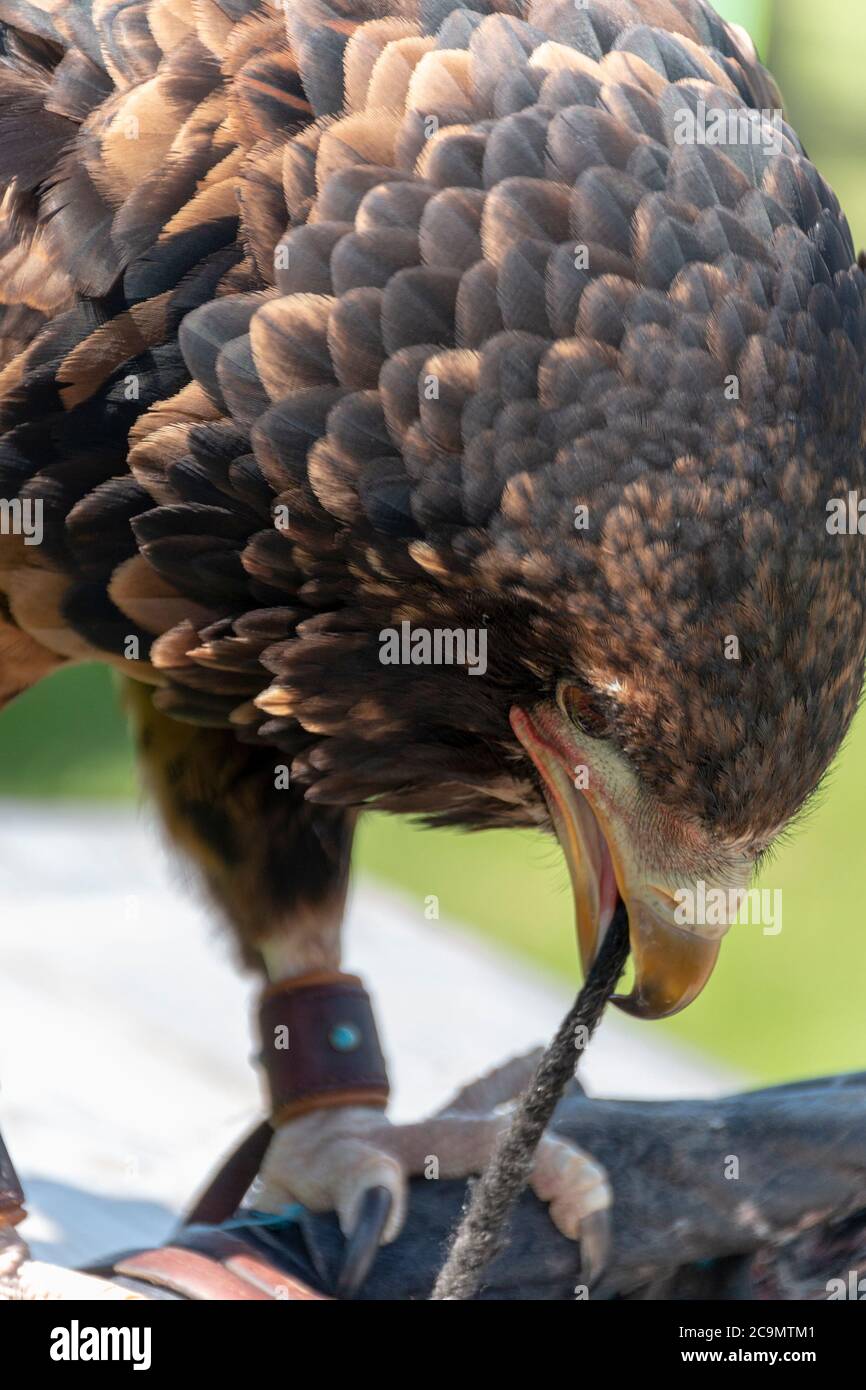 a close up view of a juvenile bateleur eagle pertched on her handelers ...