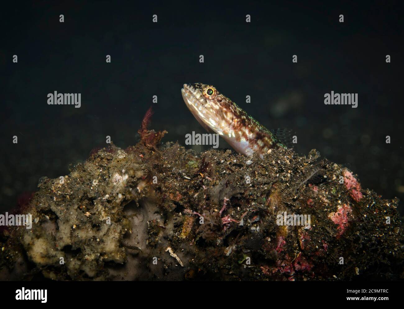 Clearfin Lizardfish, Synodus dermatogenys, Bali, Indonesia Stock Photo ...
