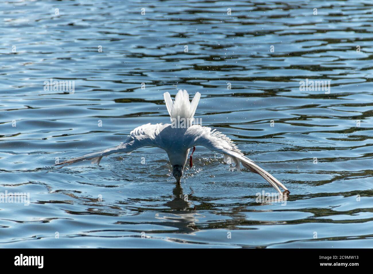 a close up view of a seagull that is diving under water to get some ...