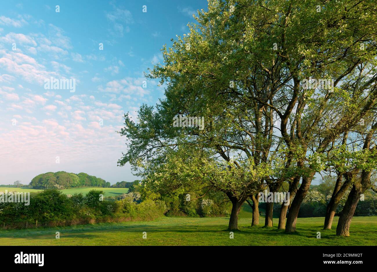 Rural countryside with green pasture and trees bursting into leaf under ...