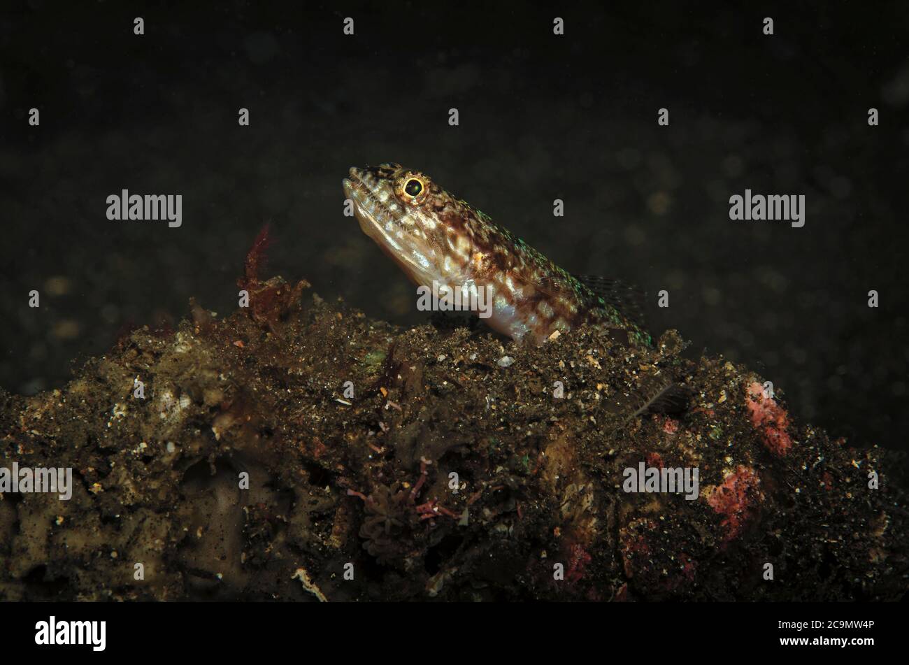 Clearfin Lizardfish, Synodus dermatogenys, Bali, Indonesia Stock Photo ...