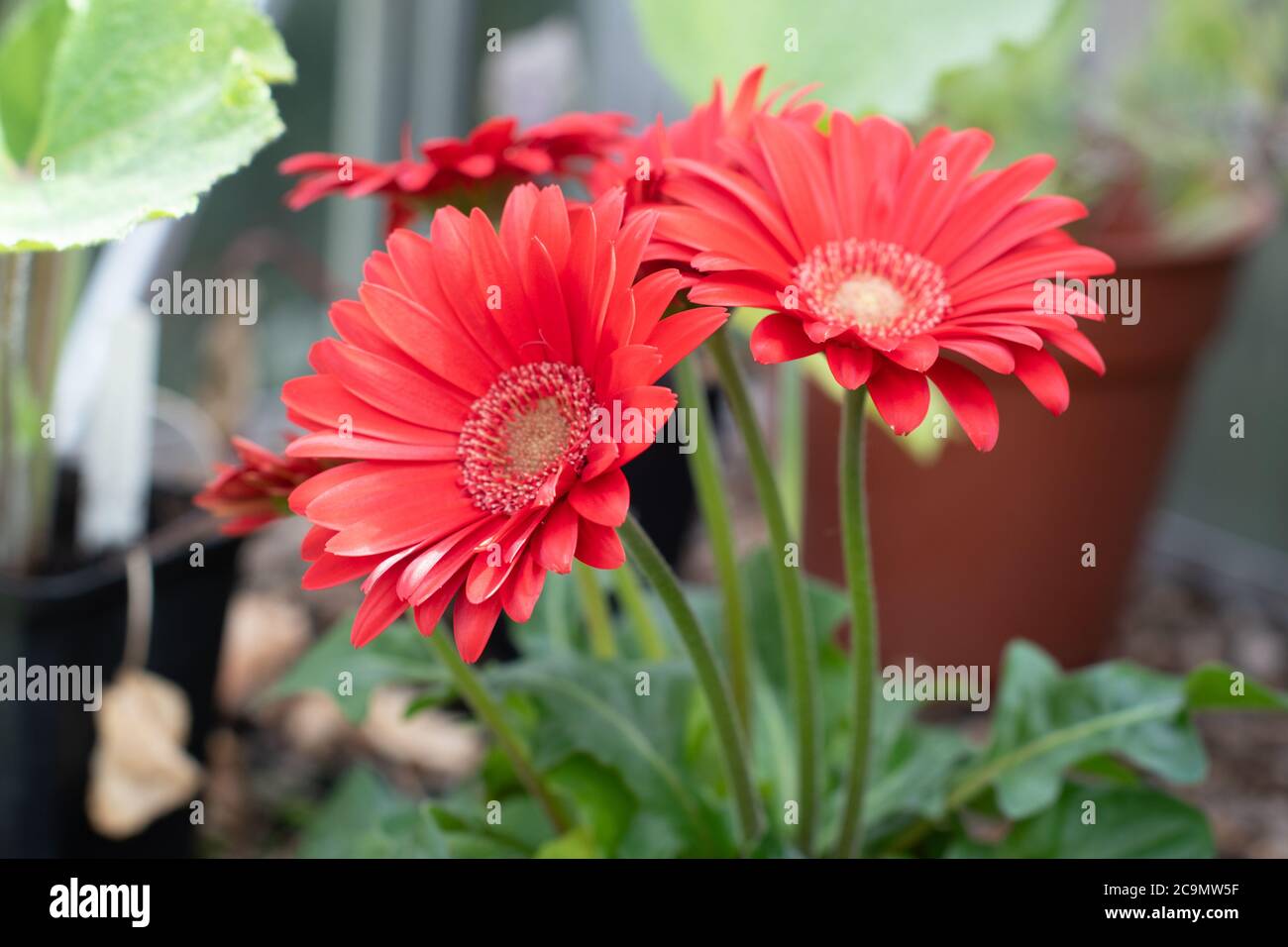 Red gerbera flowers hi-res stock photography and images - Alamy