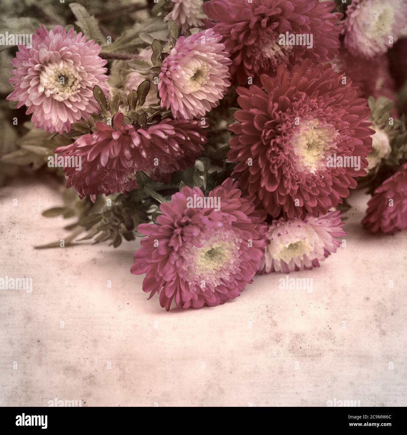 textured stylish old paper background, square, with Chinese aster ...