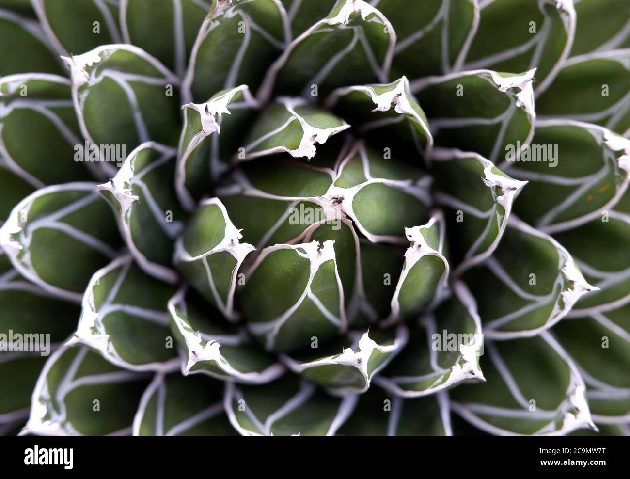 Top view agave hi-res stock photography and images - Alamy
