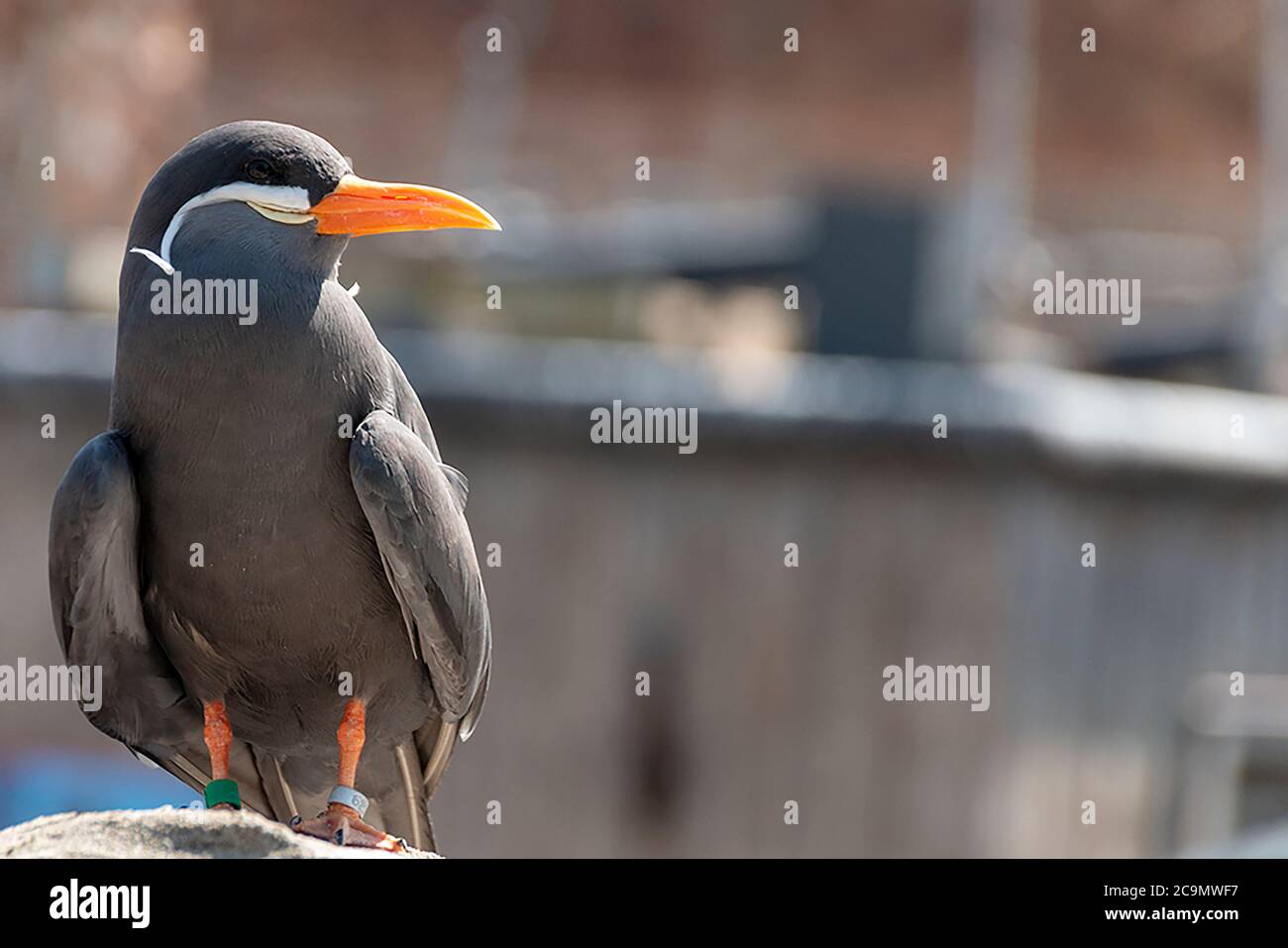 Tern sitting hi-res stock photography and images - Alamy