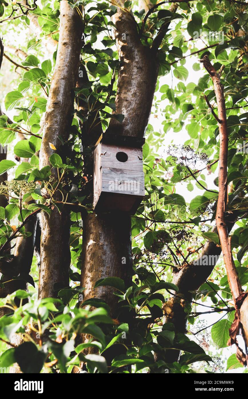 Wooden bird box attached to a tree in a garden Stock Photo - Alamy