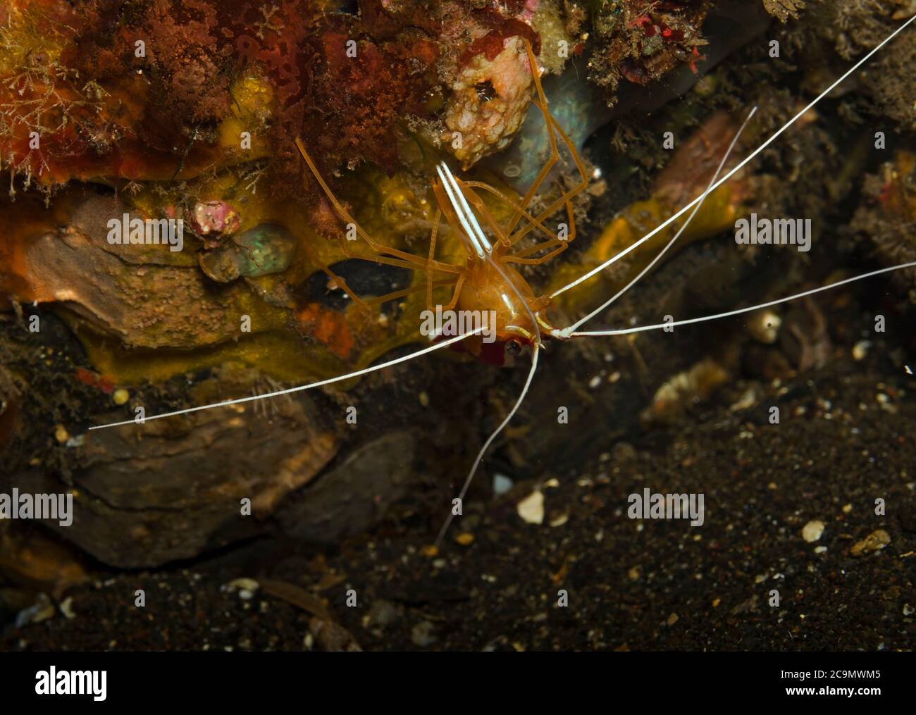 Skunk cleaner shrimp, Lysmata amboinensis, under coral reef, Tulamben ...