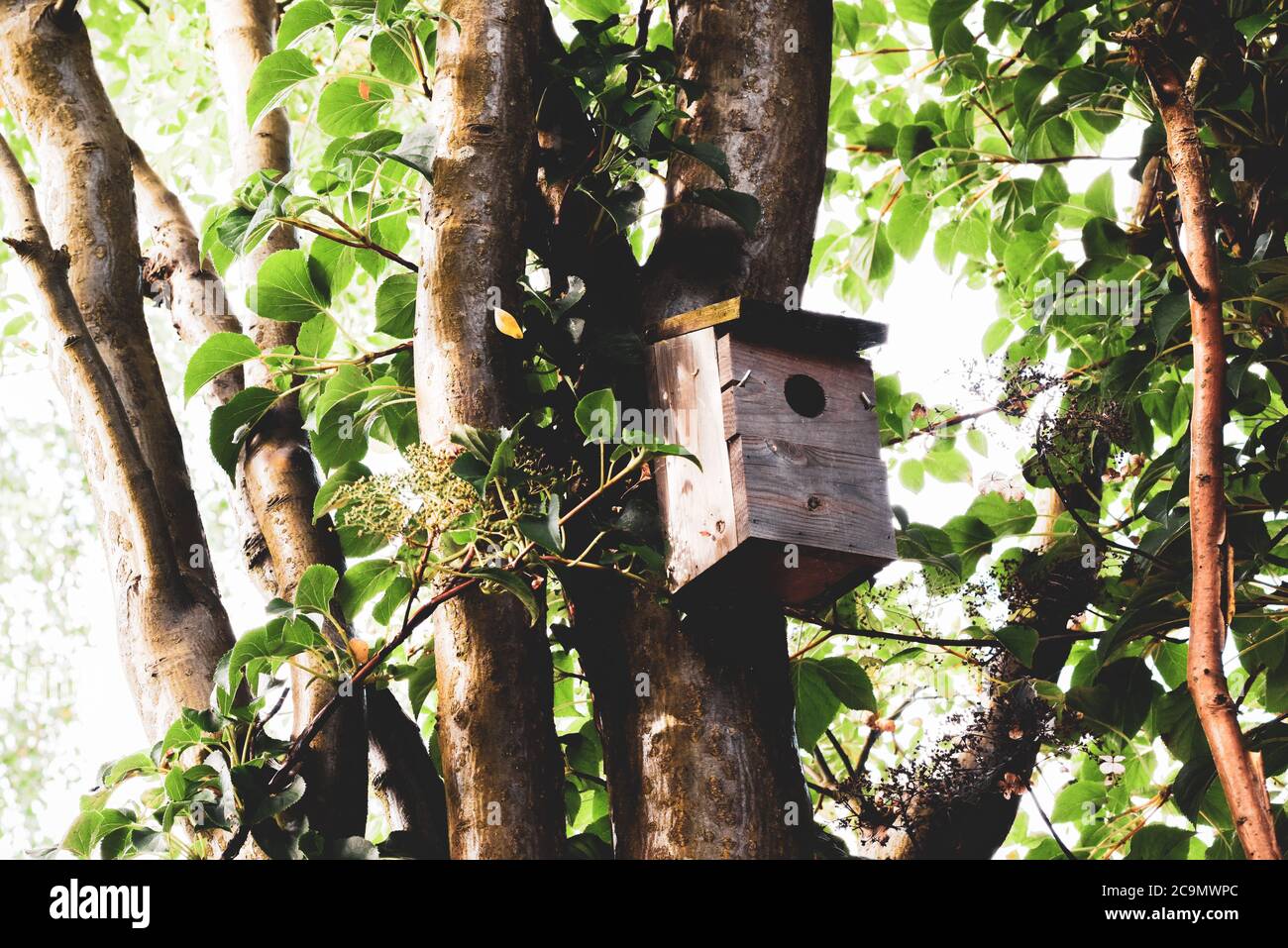Wooden bird box attached to a tree in a garden Stock Photo - Alamy