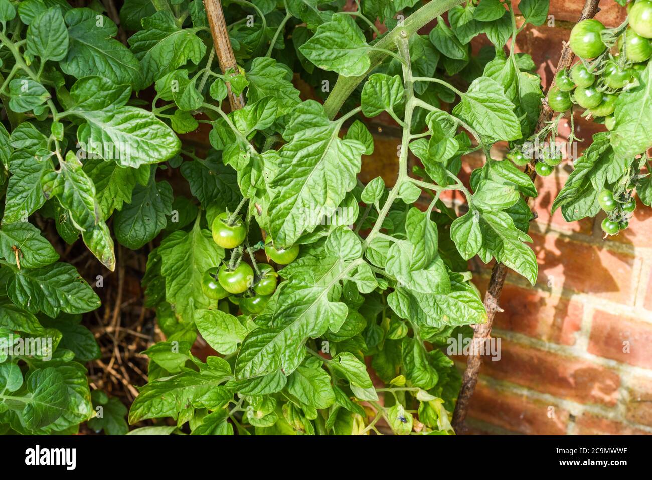 Tomato plant in a vegetable plot in a home grown garden Stock Photo - Alamy