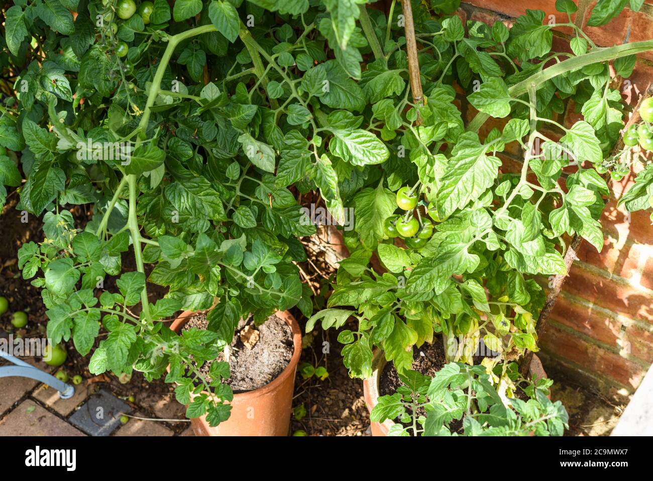 Tomato plant in a vegetable plot in a home grown garden Stock Photo - Alamy