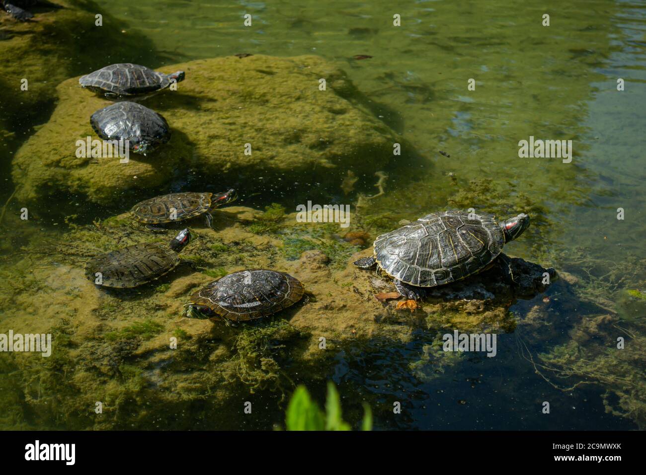 Spotted Pond Turtle Black Pond Turtle, Indian Spotted, 58% OFF