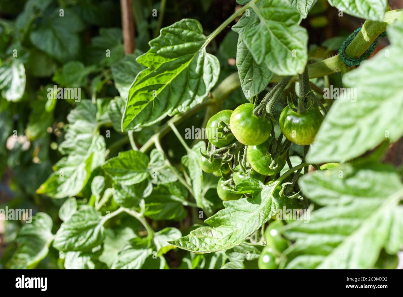Tomato plant in a vegetable plot in a home grown garden Stock Photo - Alamy